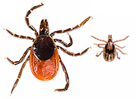 About mosquitoes and ticks | Fox Pest Control Mosquito Specialist Rhode ...